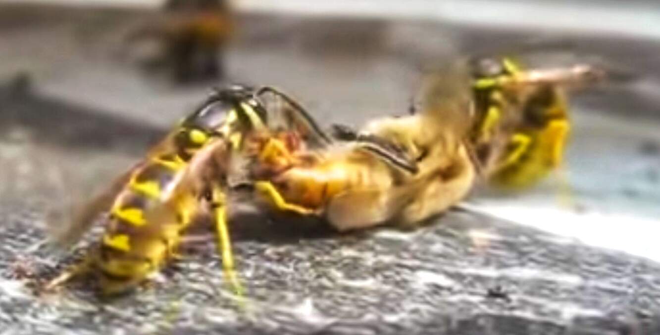 Osy zaatakowały mieszkańca - OSTROW24.tv - Ostrów Wielkopolski