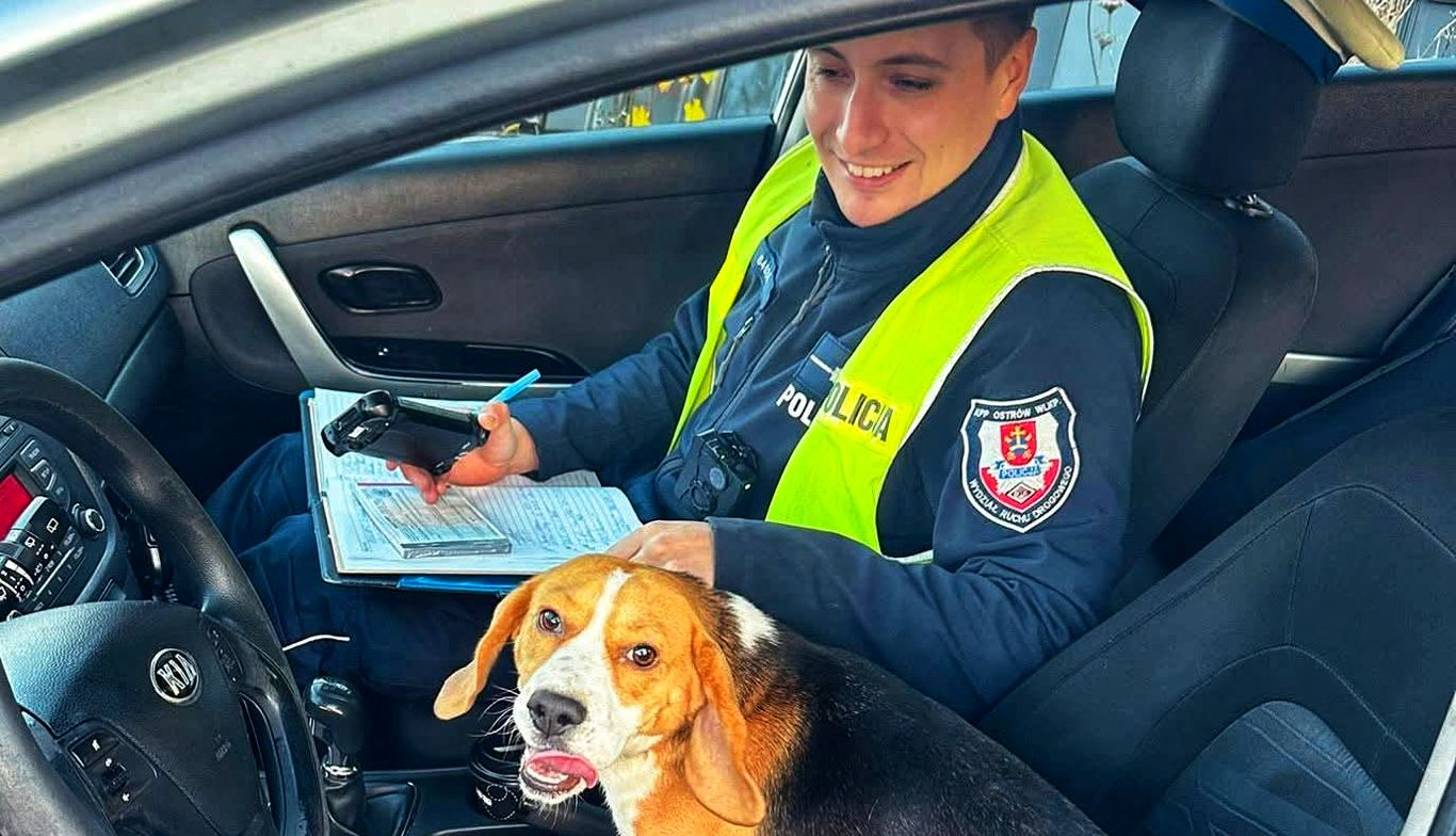 Pies postanowił... zgłosić się sam na policję! - OSTROW24.tv - Ostrów ...