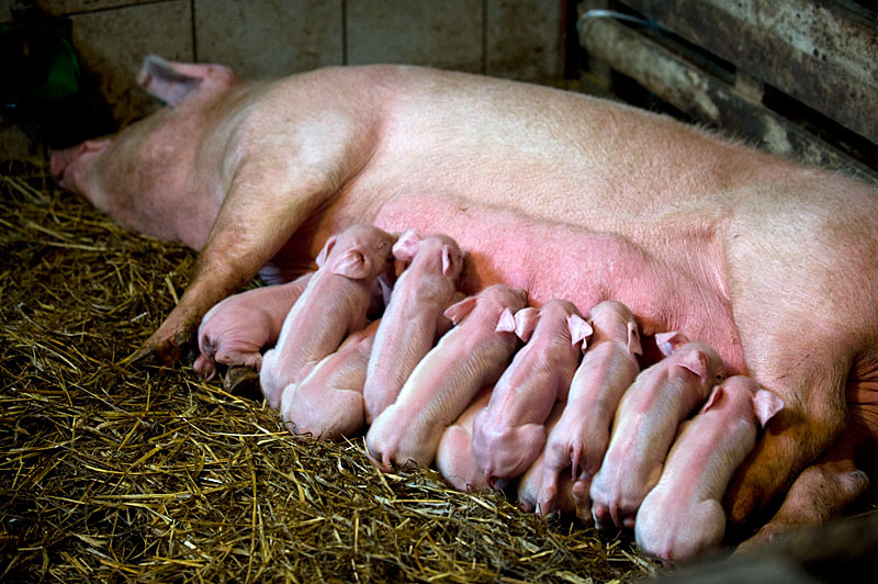 Było sobie świnek pięć - OSTROW24.tv - Ostrów Wielkopolski